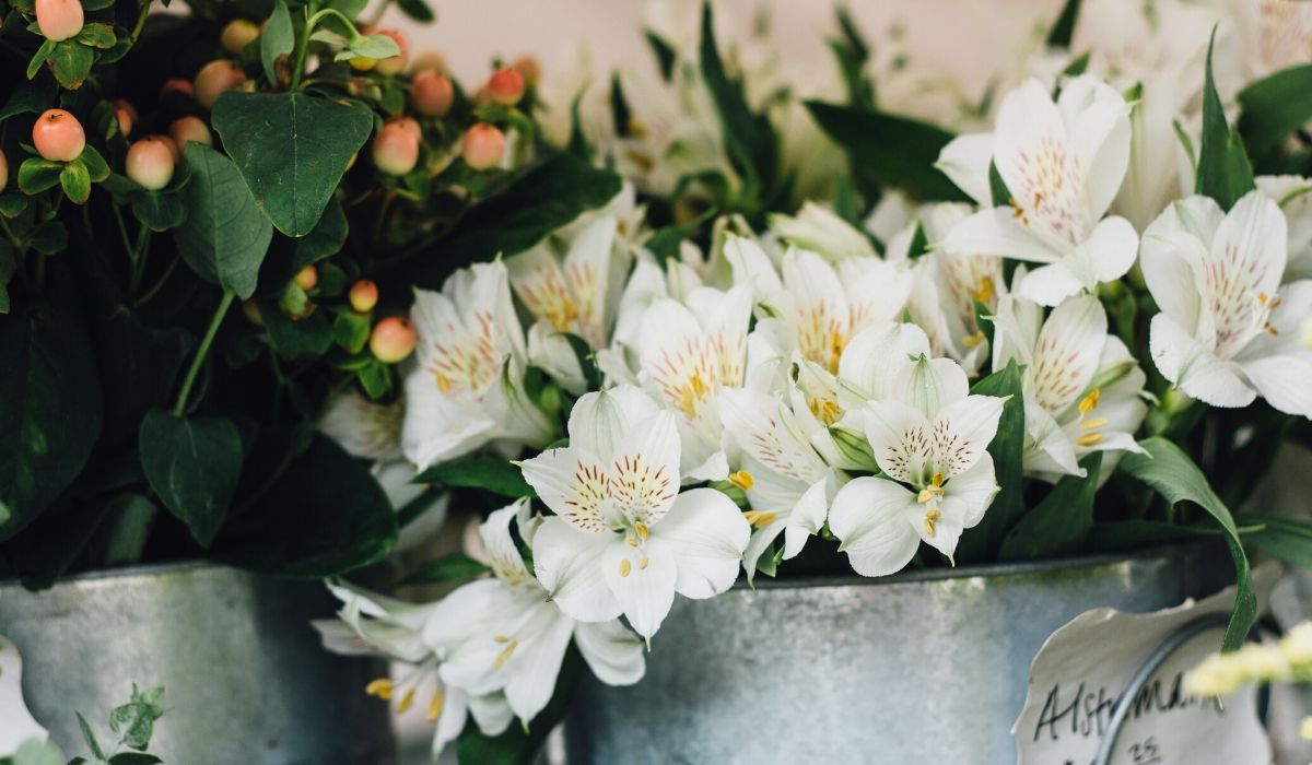 Getting to know the Alstroemeria | Florazu